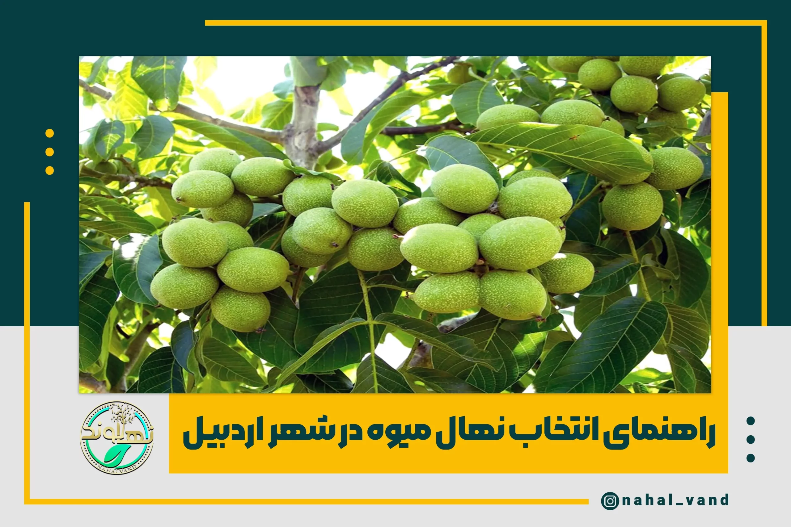 بهترین انواع نهال در اردبیل خرید نهال میوه، گردو و بادام از جهاد کشاورزی